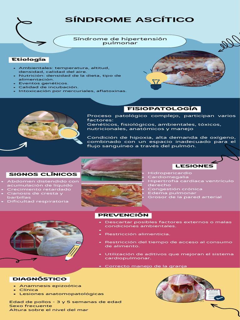 Síndrome Ascítico | PDF | Dieta | Nutrición