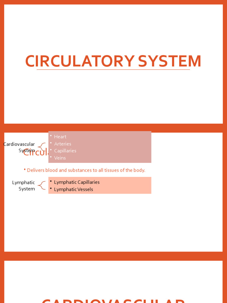 Circulatory System Overview | PDF | Artery | Heart