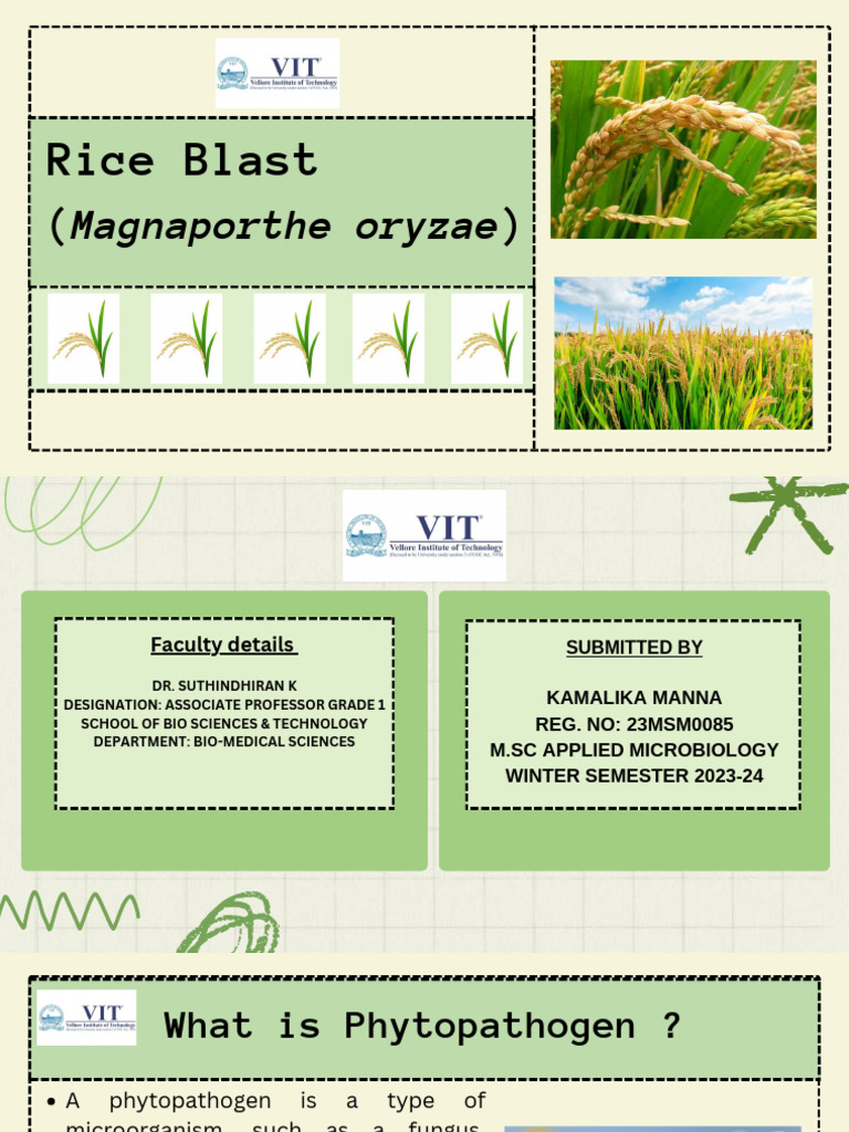 Rice Blast (Magnaporthe Oryzae) - Compressed | Download Free PDF | Organisms | Branches Of Botany