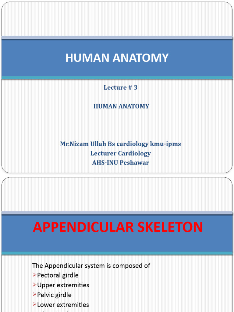 Appendicular Skeleton Download Free Pdf Limbs Anatomy