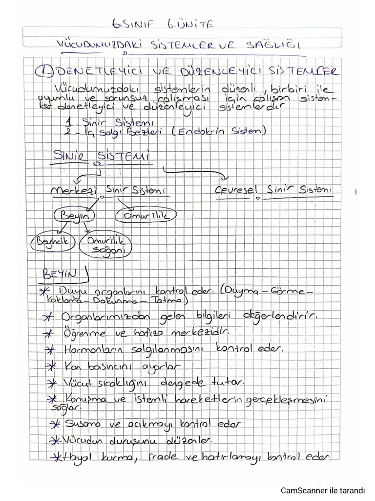 6.sınıf Sinir Sistemi | PDF