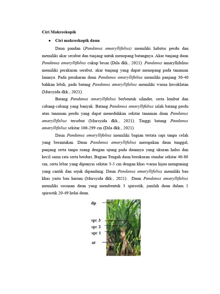 Ciri Morfologi Daun Pandan Wangi | PDF