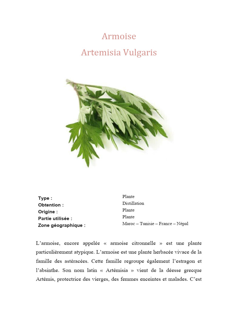 Armoise : Senteur et Parfumerie Masculine | PDF | Parfum | Plante ...