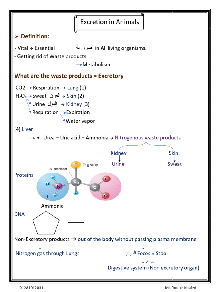 Excretion Part 1 | PDF | Skin | Excretion