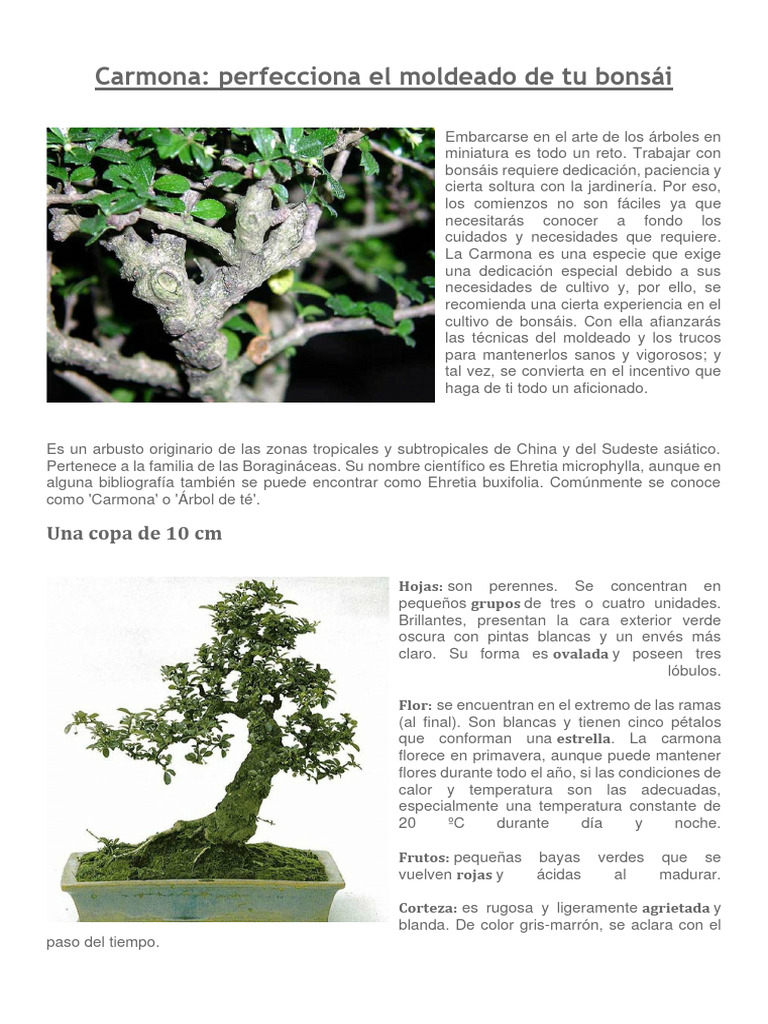 Carmona - Perfecciona El Moldeado de Tu Bonsái | Descargar gratis PDF | Bonsai | Plantas