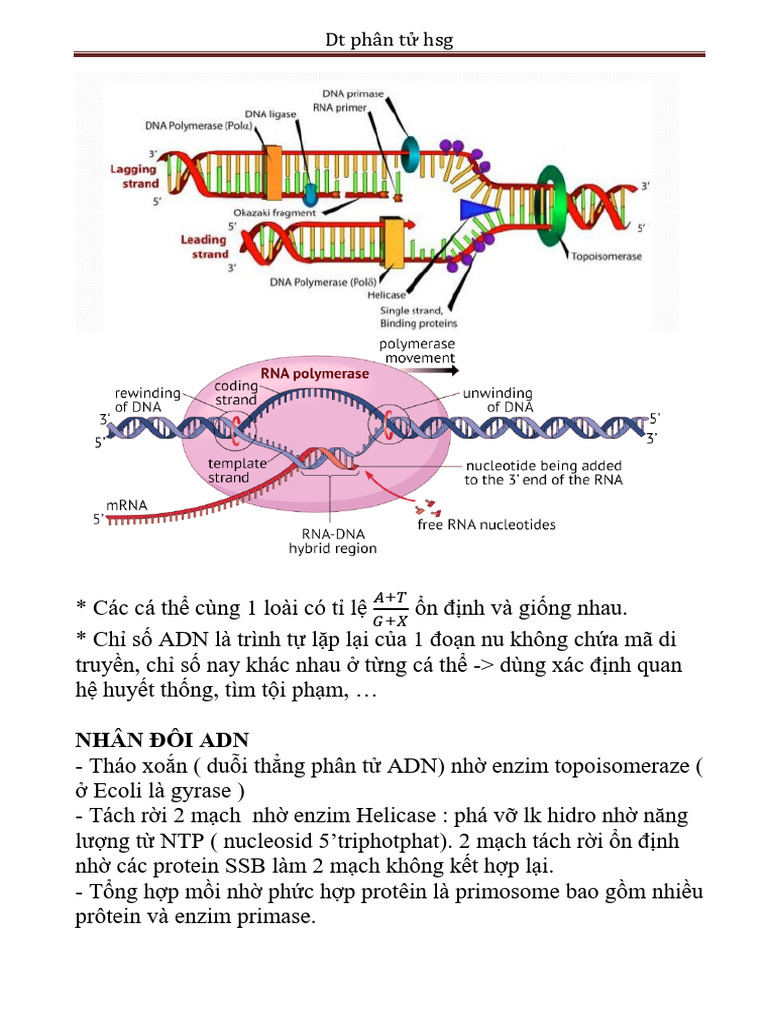 Lưu Ý HSG DT Phân T | PDF