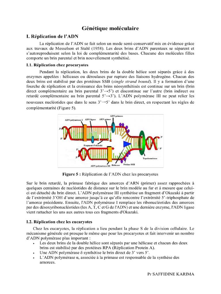 Cours 4 Génétique Moléculaire - Unlocked | PDF