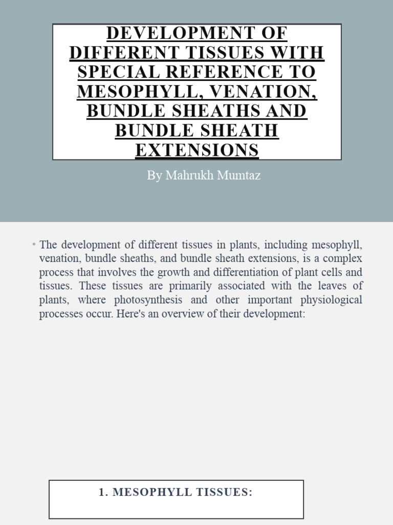 Lecture 11+12 Development of Different Tissues With Special Reference ...