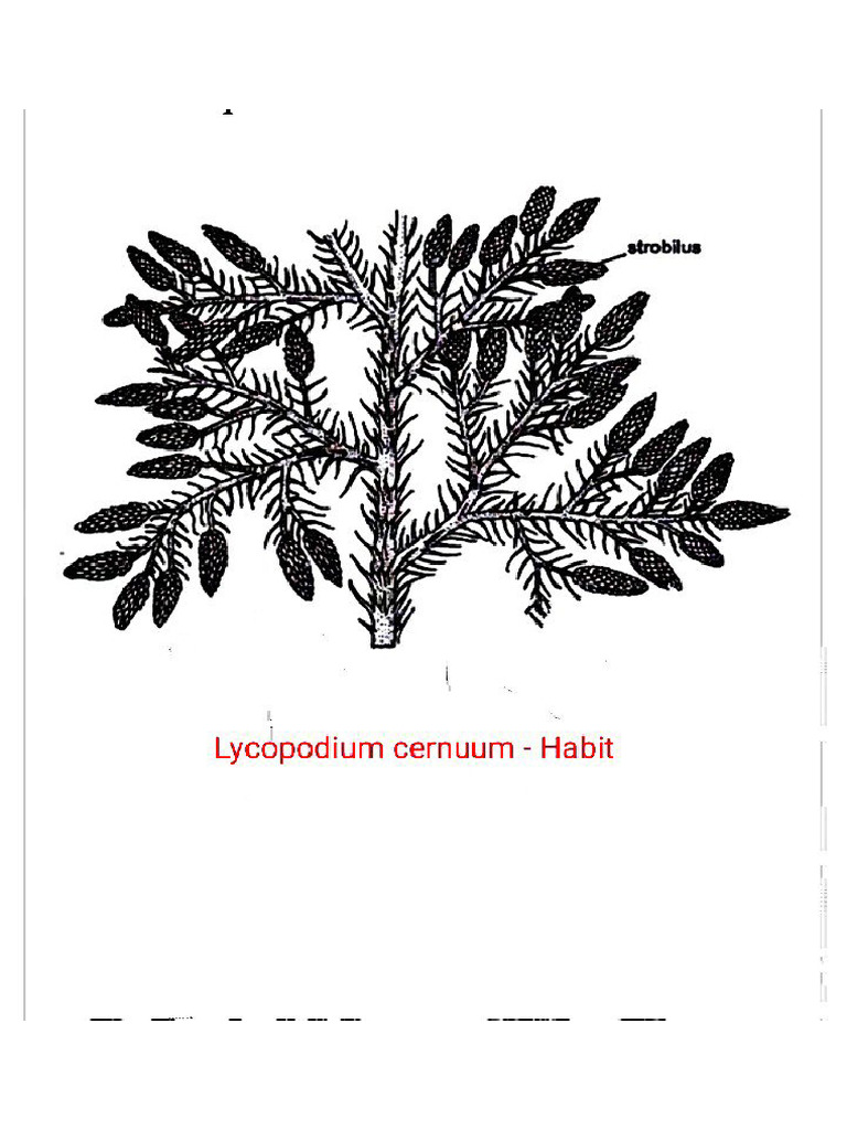 Lycopodium Practical Diagram | PDF