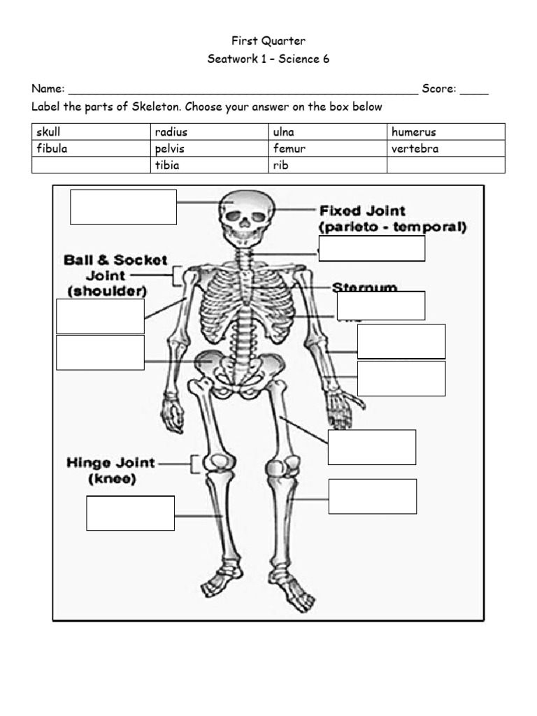 Seatwork 1-4 | PDF | Human Digestive System | Digestion