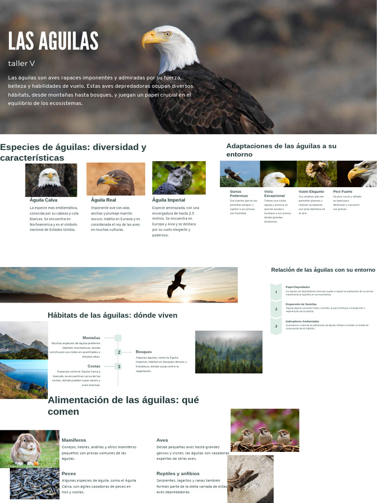 Presentacion Aguilas Taller | Descargar gratis PDF | Aves | Depredación