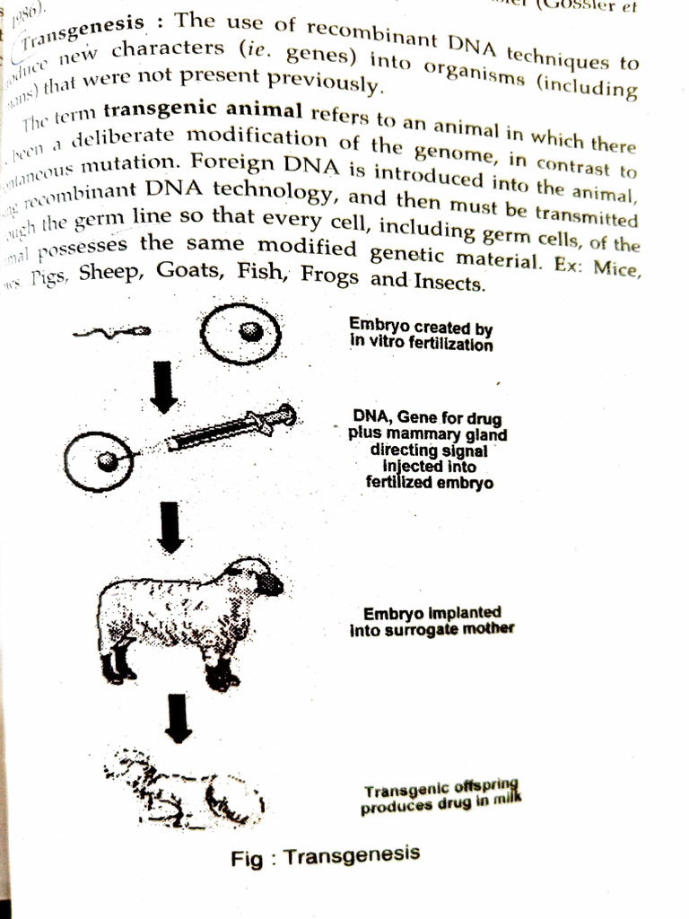 Transgenesis | PDF | Transgene | Genetic Engineering