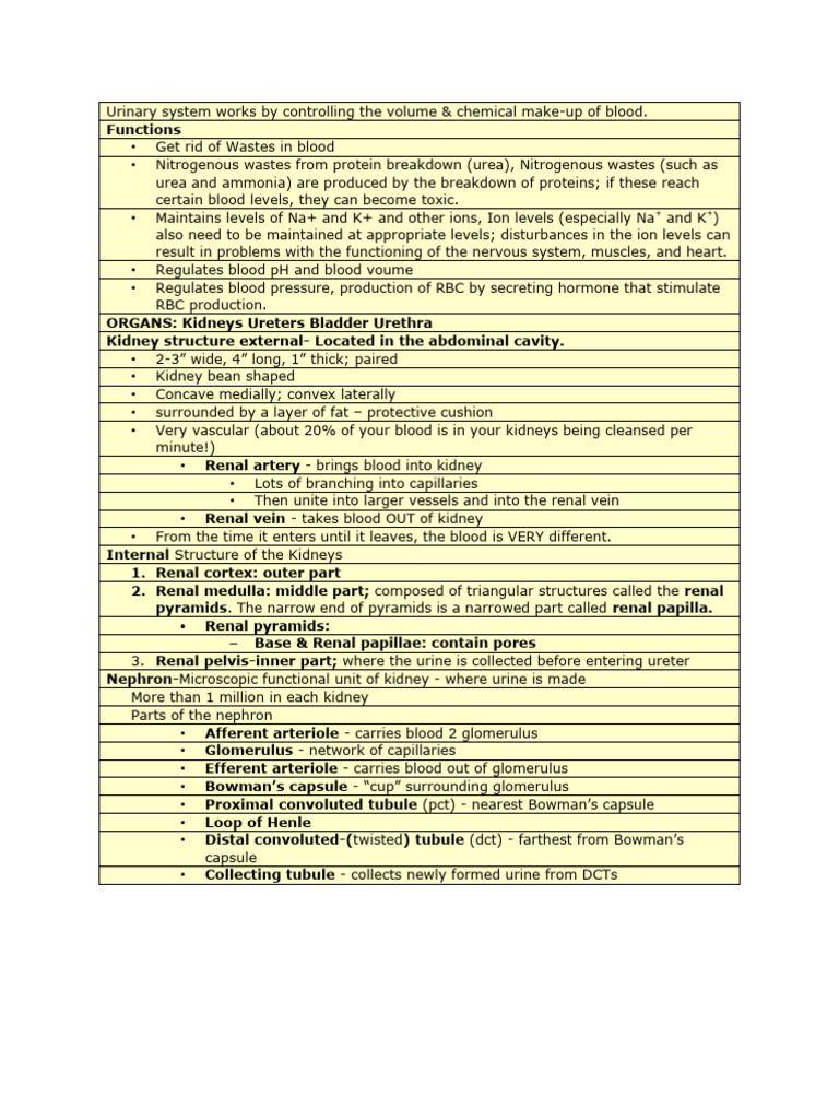 Urinary System Bio101 Test Study Guide | PDF | Kidney | Genitourinary ...