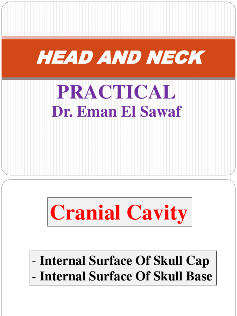 3 - Head and Neck Practical (Cranial Cavity) | PDF | Skull | Musculoskeletal System