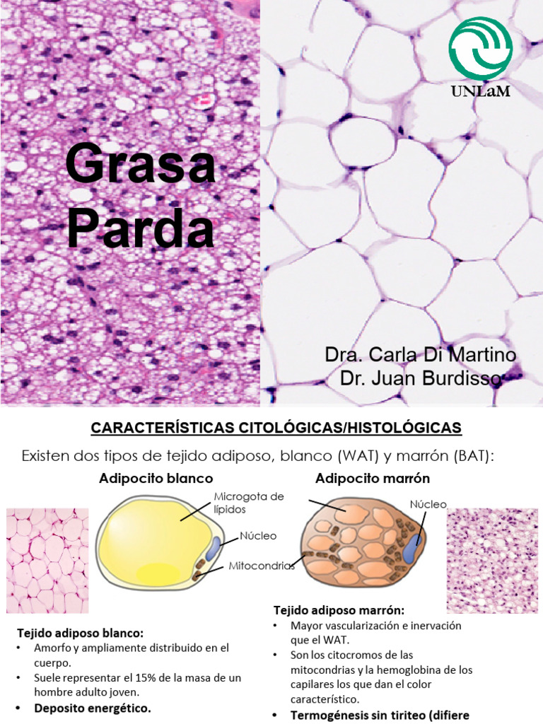 Grasa Parda 2023 | PDF | Tejido adiposo | Mitocondria