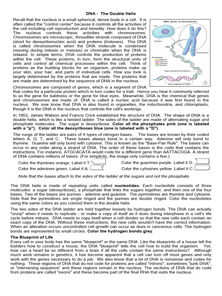 Dna-Structure Activity | PDF | Dna | Nucleotides
