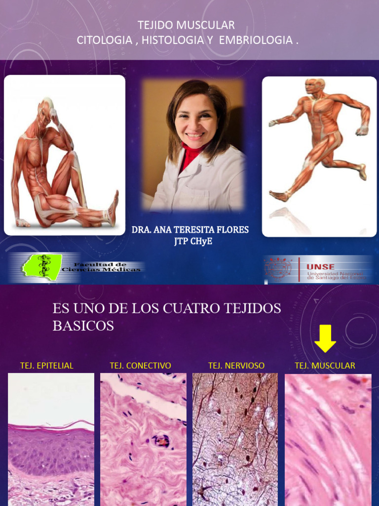 Tejido Muscular | PDF | Músculo | Tejido suave