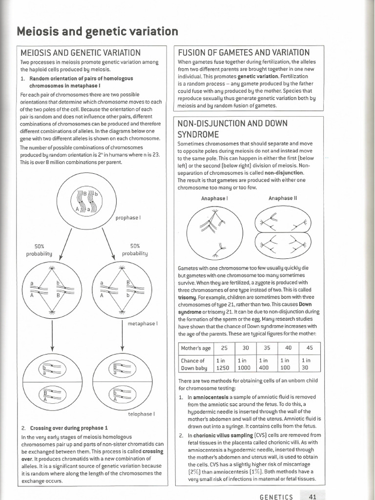 Meiosis and Genetic Variation | PDF