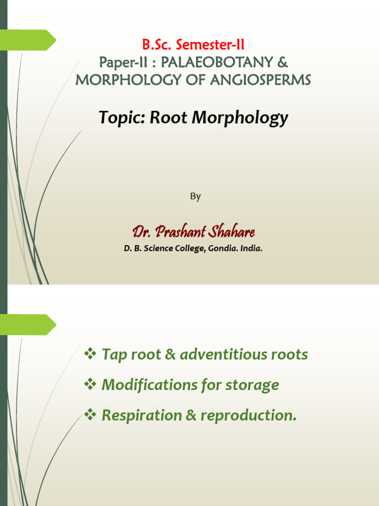 SEM II UNIT II Root Morphology DR - Prashant Shahare | PDF | Root | Leaf