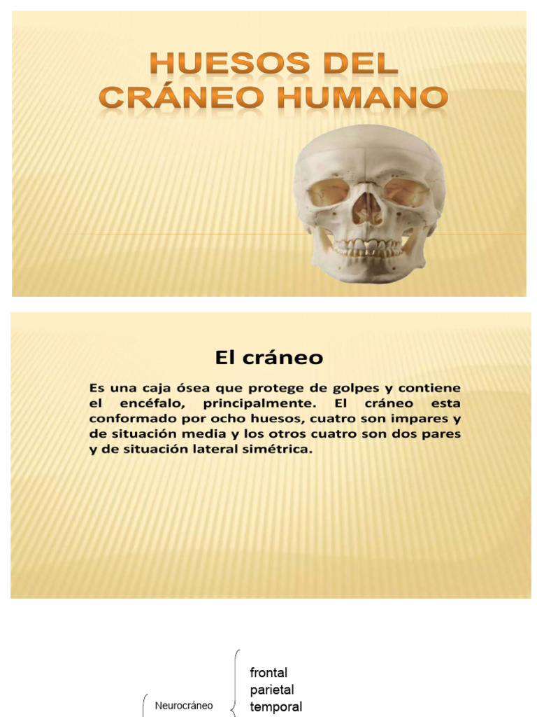 Anatomia Del Cráneo | PDF | Cráneo | Anatomía humana