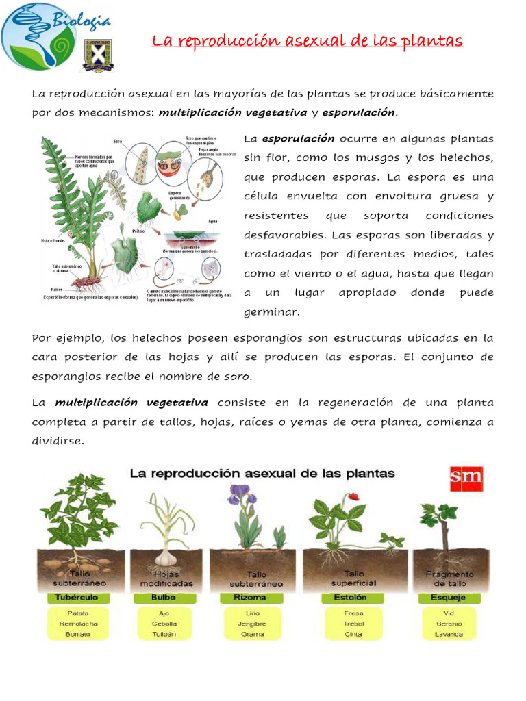 Tipos de Reproducción Asexual en Plantas | PDF | Tallo de la planta ...
