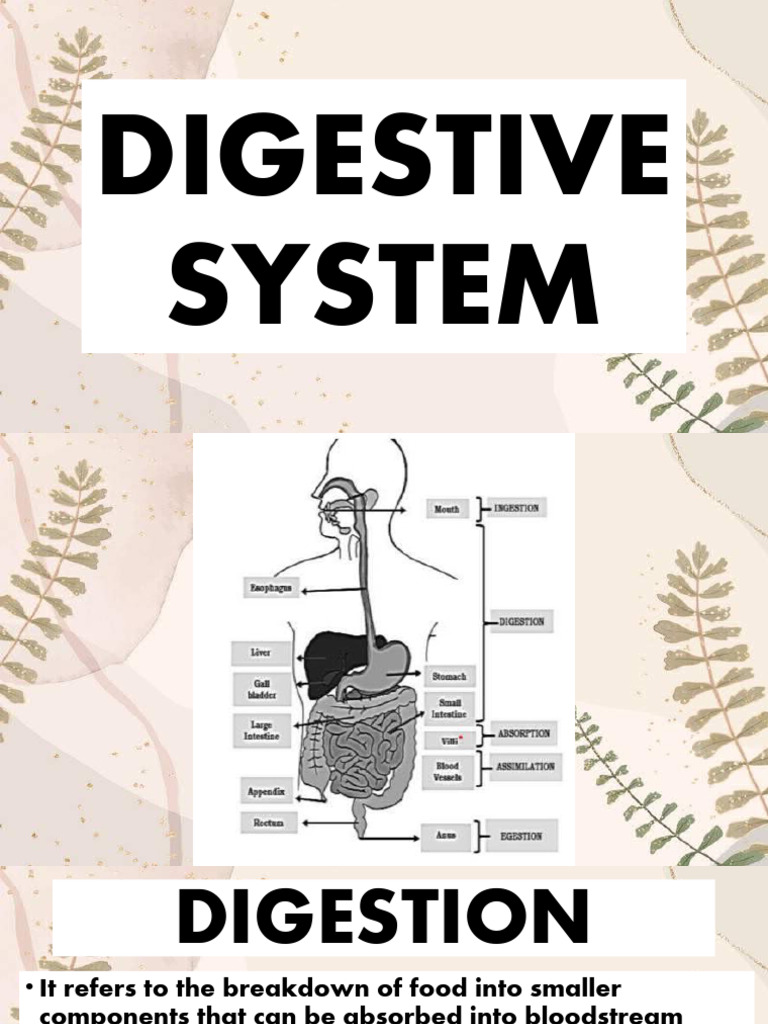 Gr. 8 Scie - Digestive System | PDF | Digestion | Small Intestine