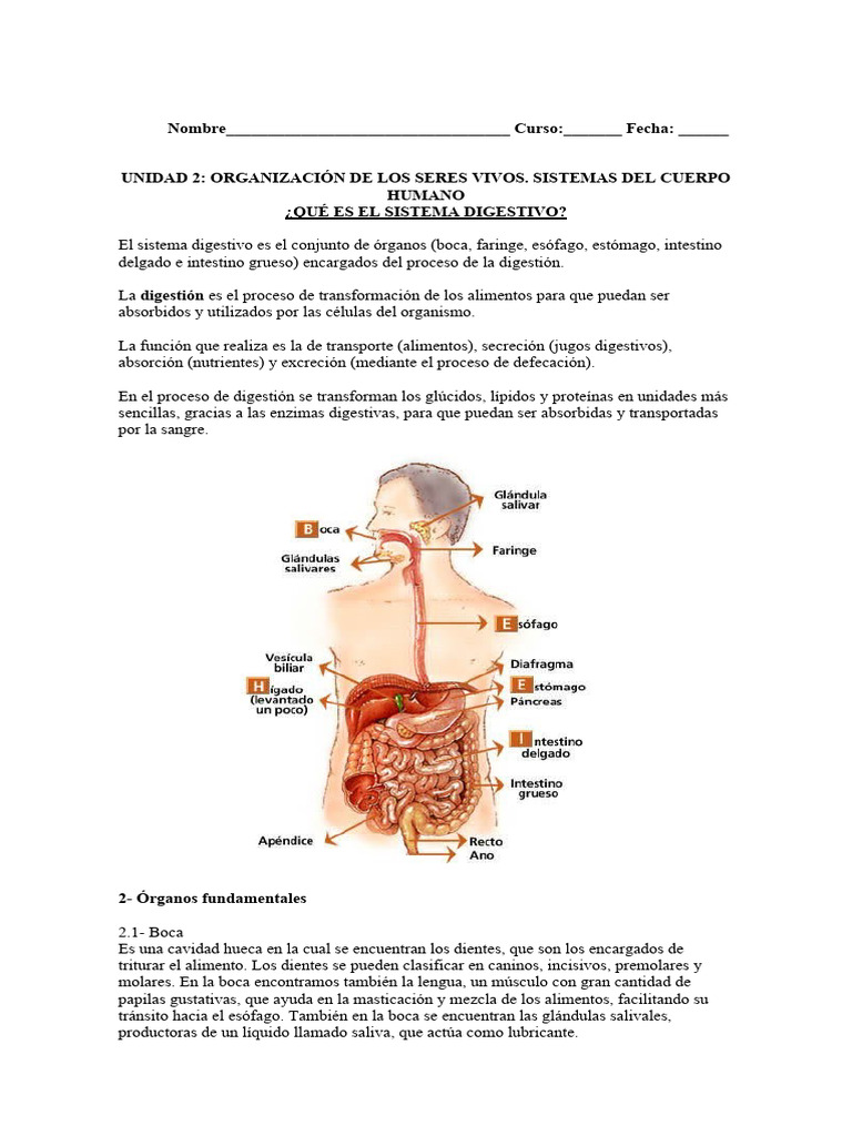 Ciencias Naturales - Guía N° 6 - 5° Básico | PDF | Sistema digestivo ...
