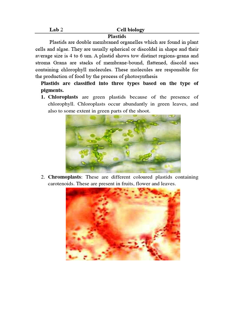 Lab 2 Cell Biology Pdf