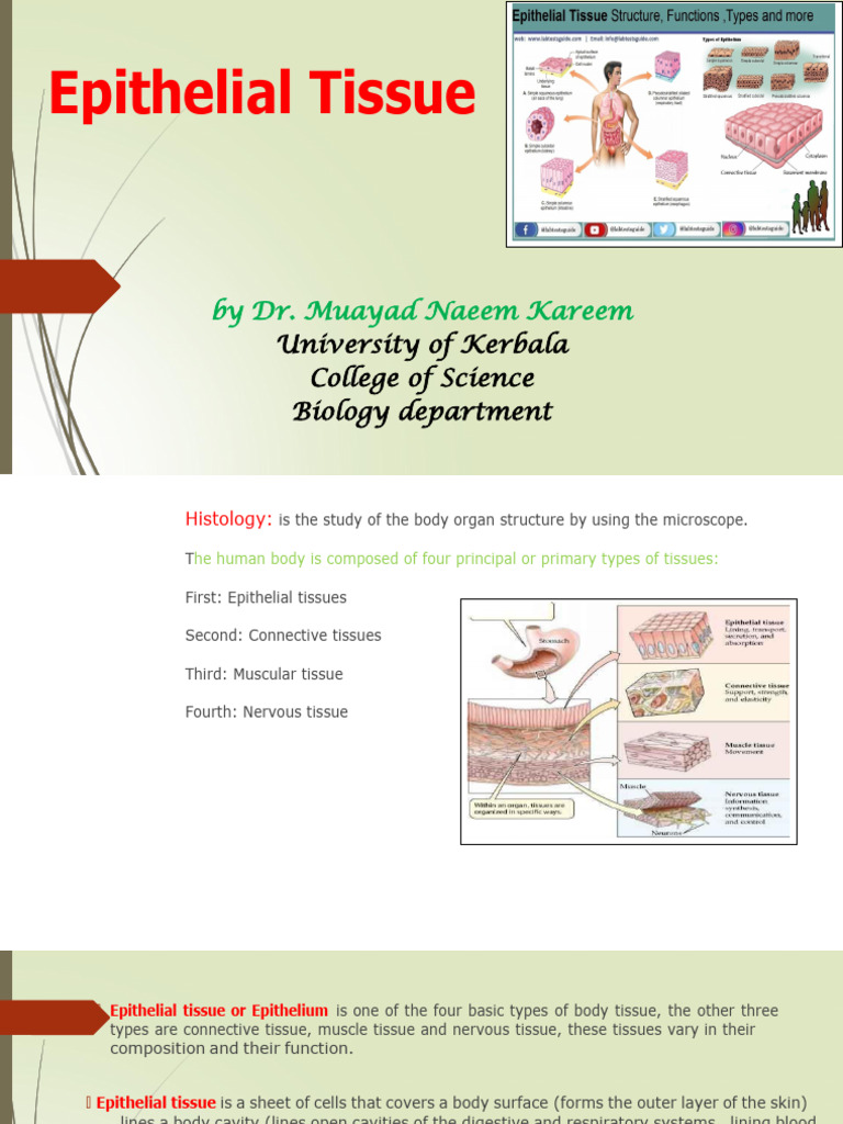 Epithelial-Tissues Lect. | PDF | Epithelium | Tissue (Biology)