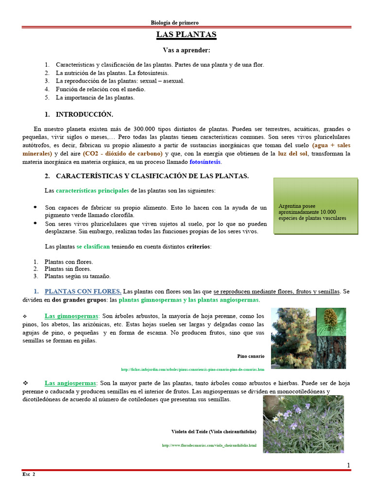 Biología de las Plantas: Características y Funciones | PDF | Plantas ...