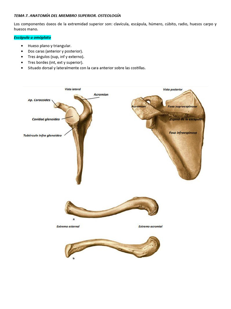 Tema 7 | PDF | Hombro | Codo