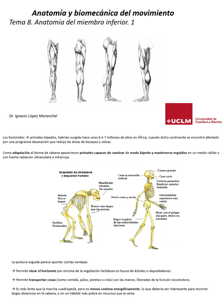 Tema 8. Anatomia Miembro Inferior 1 | PDF | Pelvis | Sistema esquelético