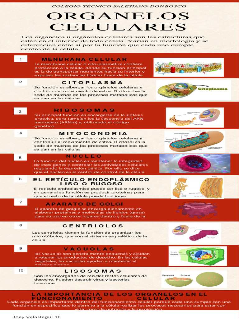 Funciones de los Organelos Celulares | PDF | Biología Celular) | Nucleo ...
