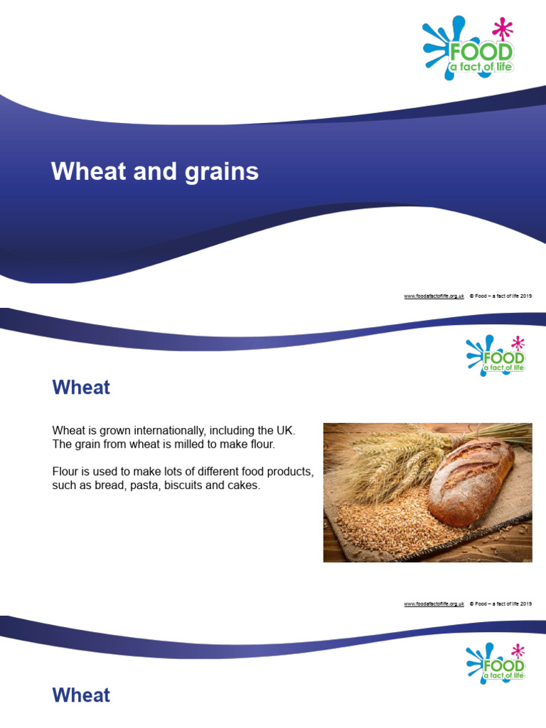 Wheat and Grains PPT 1416fc | PDF | Flour | Whole Grain