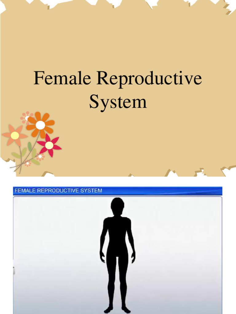 Female-Reproductive-System With Link | PDF | Menstrual Cycle | Ovary