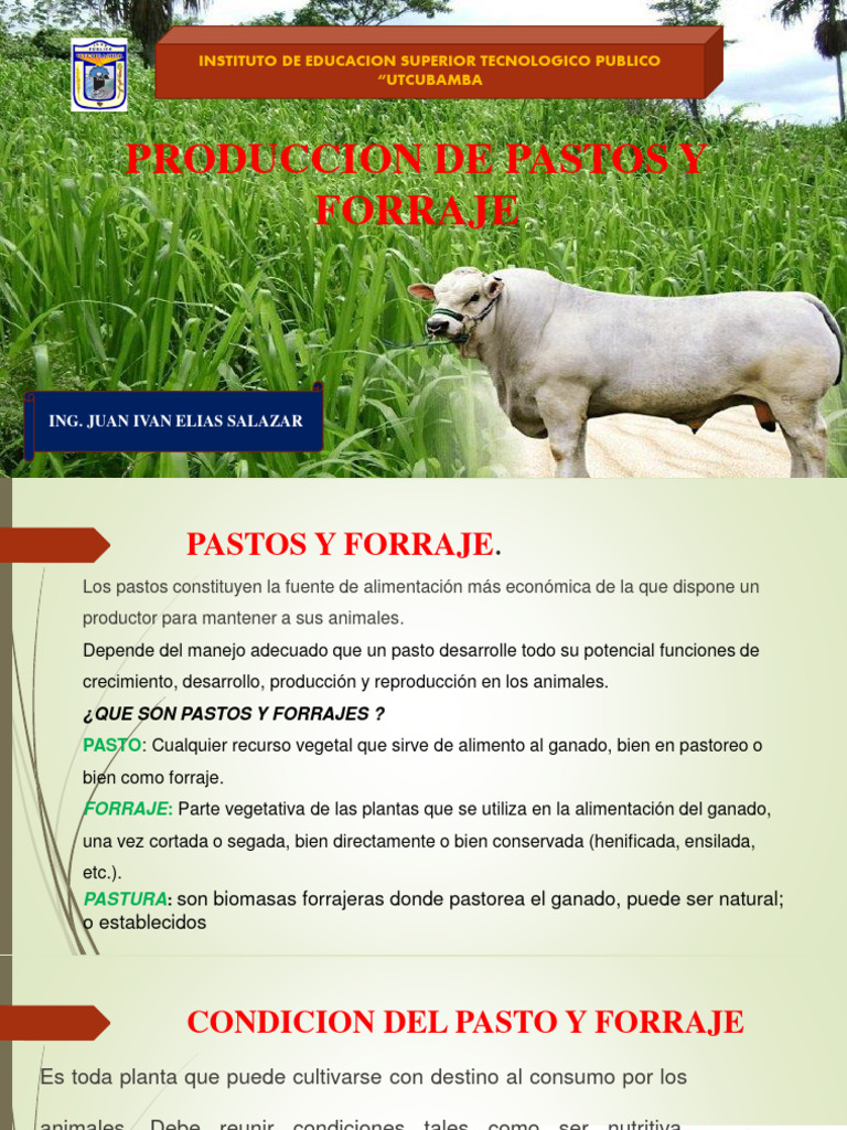 1era CLASE VIRTUALPRODUCCION DE PASTOS Y FORRAJE | PDF | Pasto | Pasto