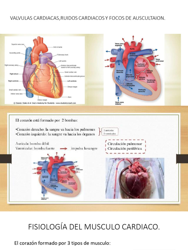 Ruidos Cardiacos y Focos de Auscultaion | PDF | Corazón | Ventrículo ...