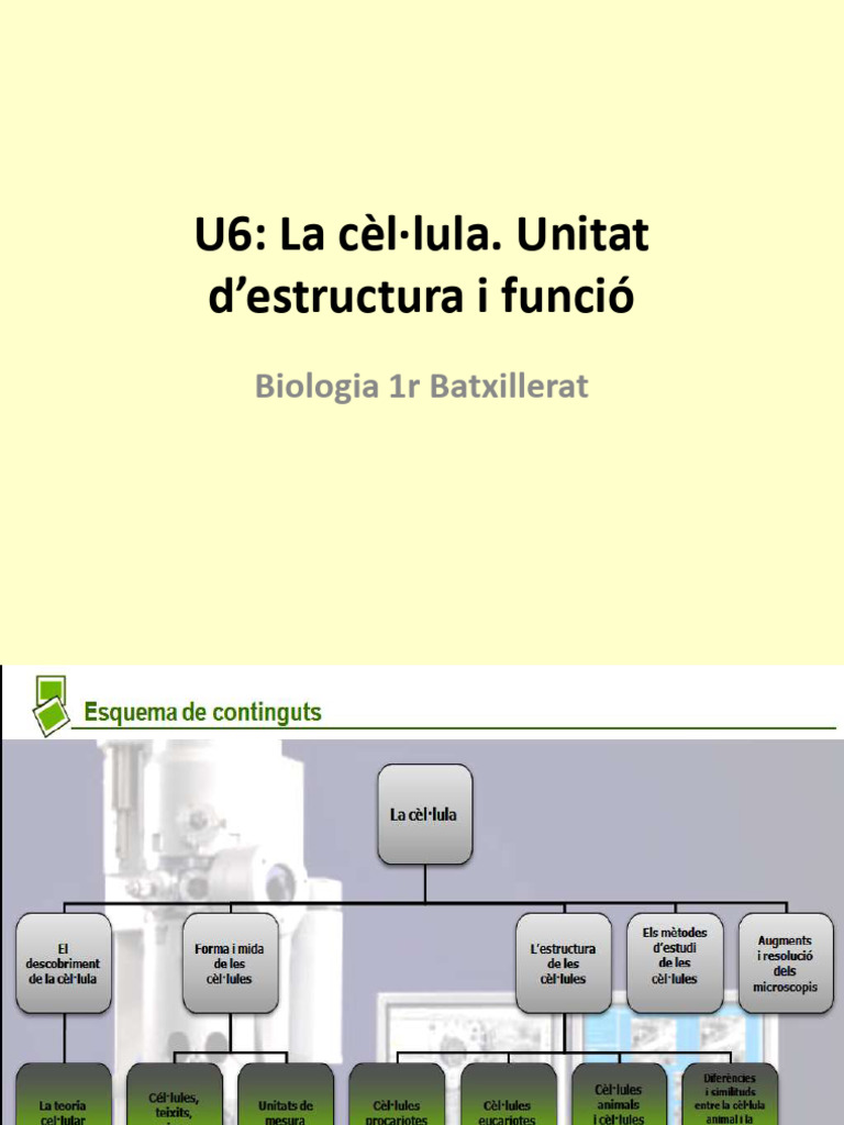 Ud6. La Cèl Lula. Unitat D'estructura I Funció | PDF
