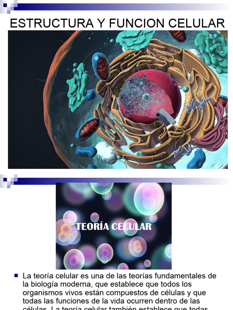 Estructura y Función Celular | PDF | Citoplasma | Biología Celular)