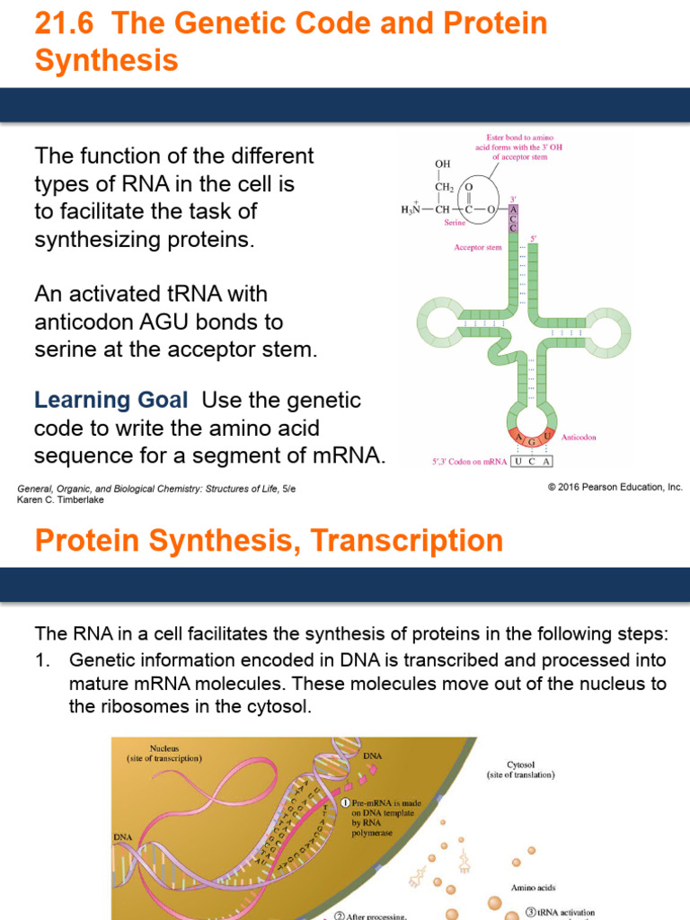 CH 21 6 Genetic Code Protein Synthesis 5th Ed | PDF | Translation ...