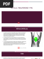 Anatomía del Maléolo Interno del Tobillo | PDF | Tobillo | Anatomía del ...