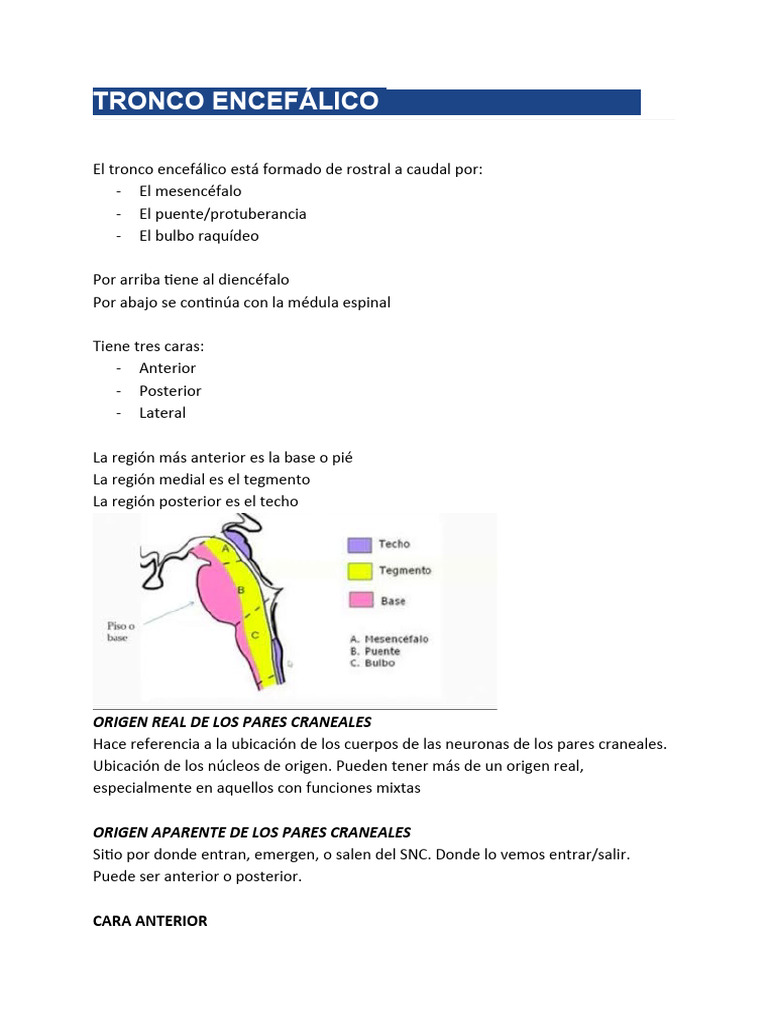 Tronco Encefálico | PDF | Sistema nervioso | Anatomía