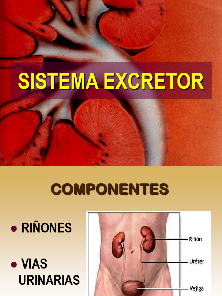 Sistema Excretor | PDF | Riñón | Sistema urinario