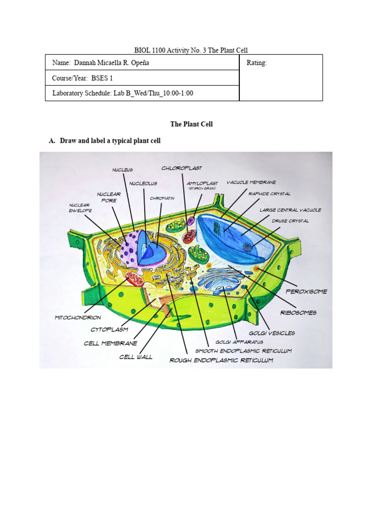 Act 3 The Plant Cell - Laboratory Report | PDF | Cell (Biology) | Cell ...