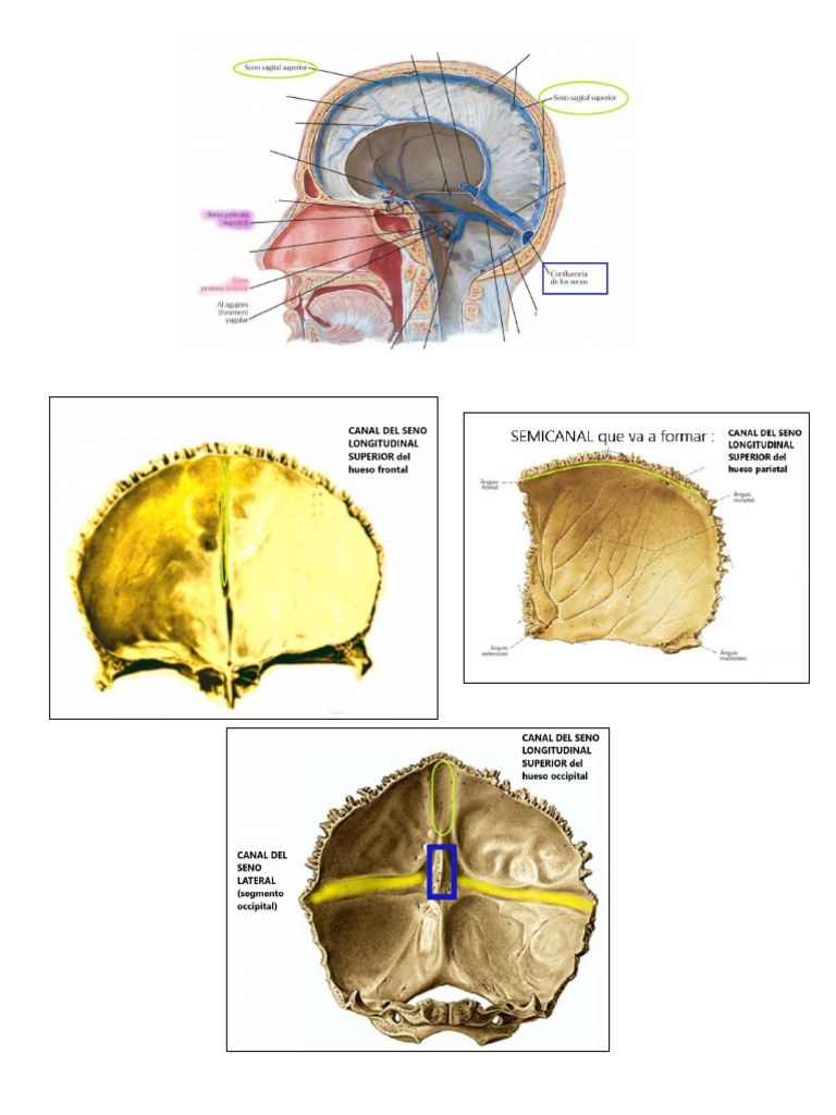 Canales De Los Senos Craneales Venosos Pdf