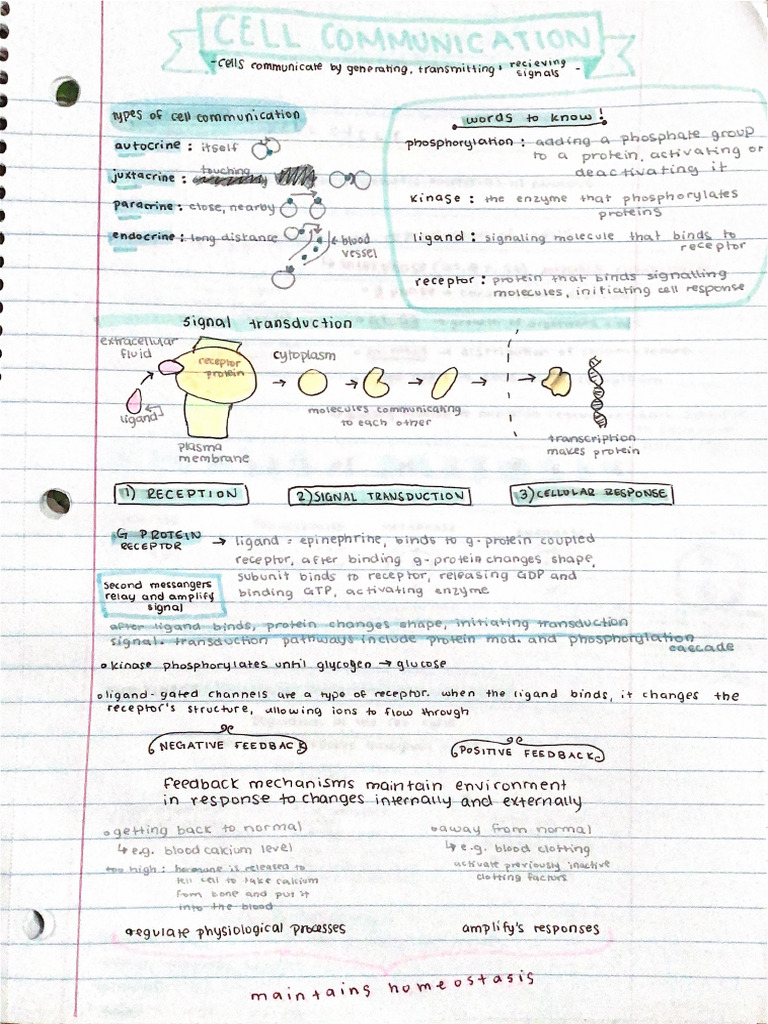 Unit 4 Cell Communication (100!) | PDF