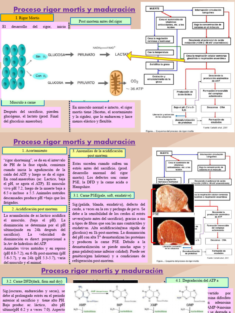 Proceso de Rigor Mortis y Maduracion | PDF | Respiración celular | Carne