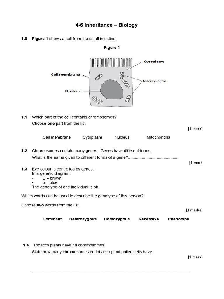 Biology Separate Inheritance Topic Test Aqa | PDF | Genotype | Sex