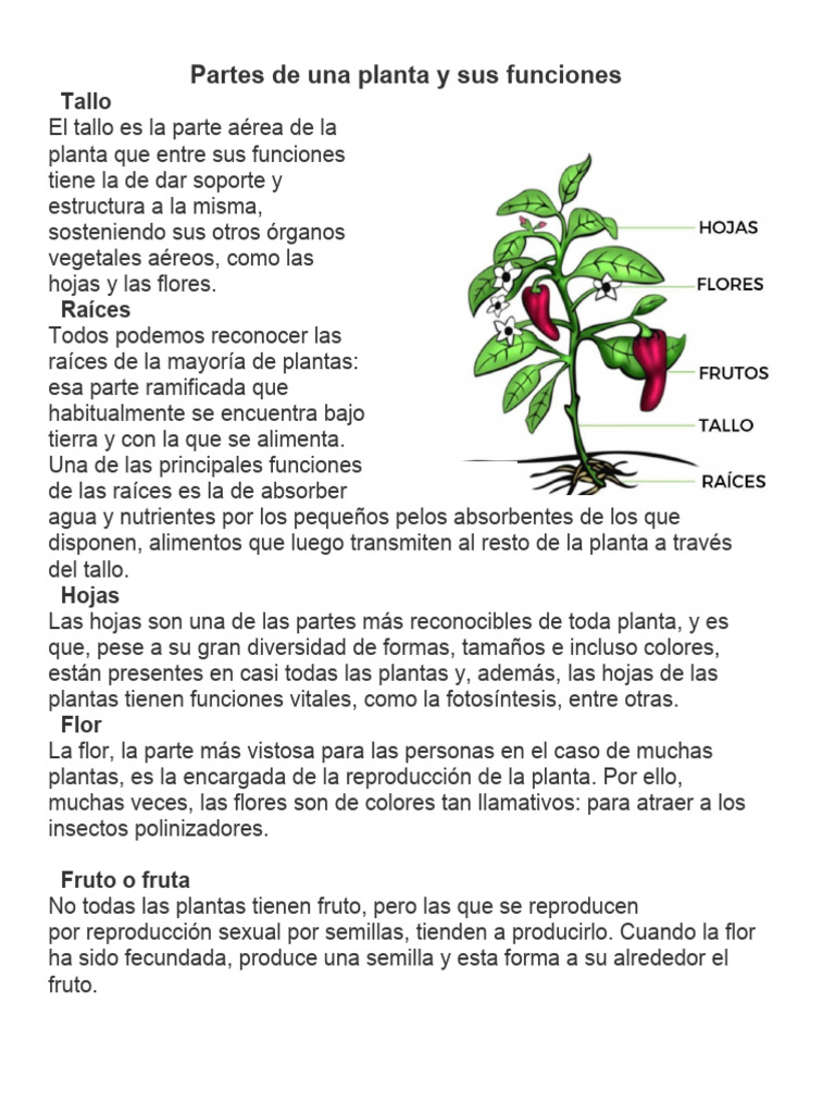 Partes de la Planta y Funciones | PDF