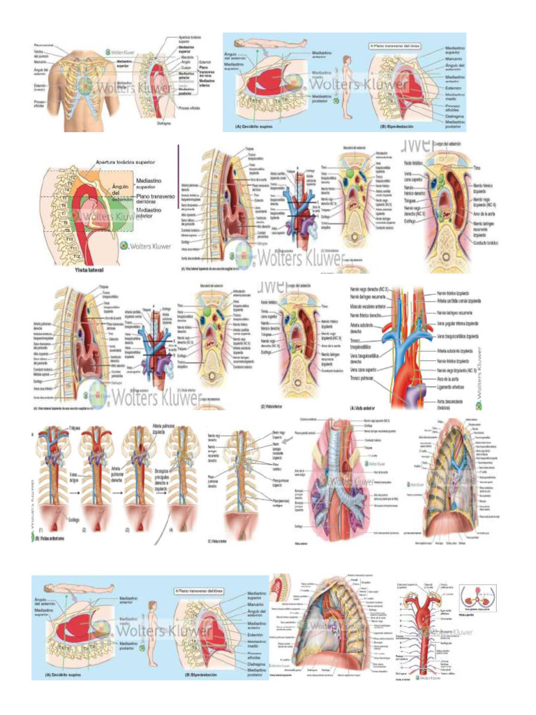 Anatomia 1 | PDF